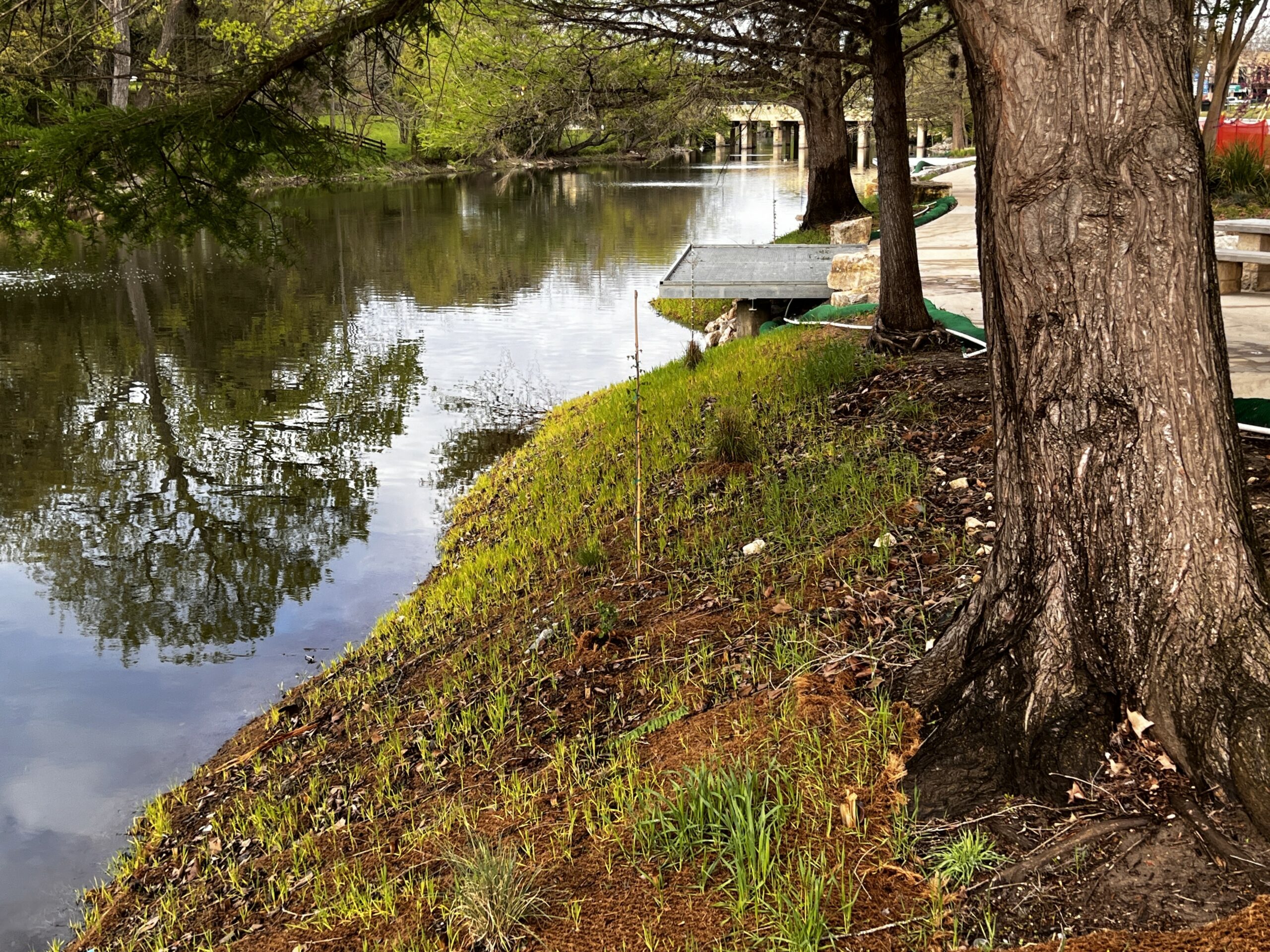 Boerne River Road Park Bank Stabilization - Ecosystem Planning ...